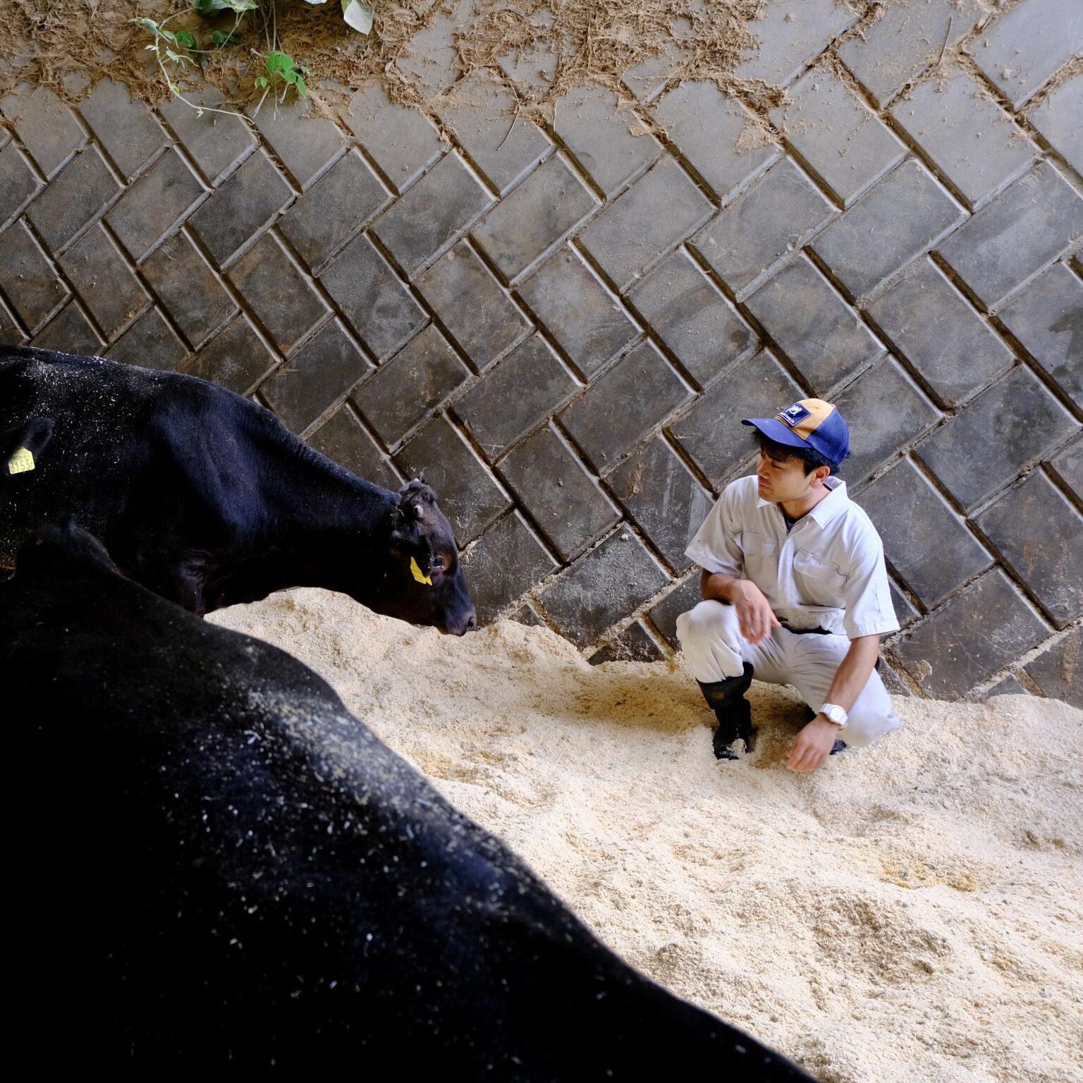 少しでも高く！子牛セリ市出荷の前にできること | CowPlus+