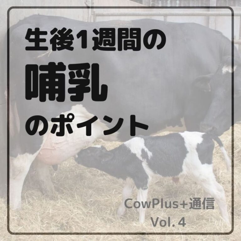 生後1週間の哺乳のポイント | CowPlus+