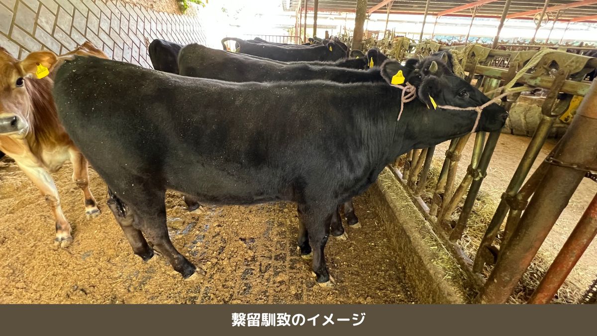 少しでも高く！子牛セリ市出荷の前にできること | CowPlus+